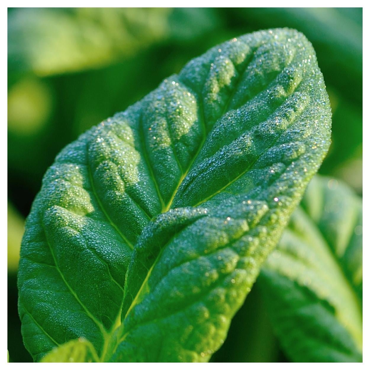 Everwilde Farms - 1 oz Giant Noble Spinach Seeds - Gold Vault Bulk Seed ...