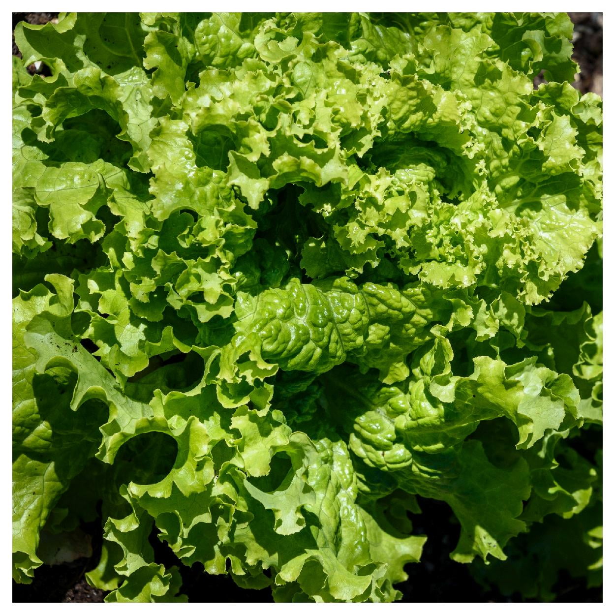 Everwilde Farms - 1 oz Green Ice Leaf Lettuce Seeds - Gold Vault Bulk ...