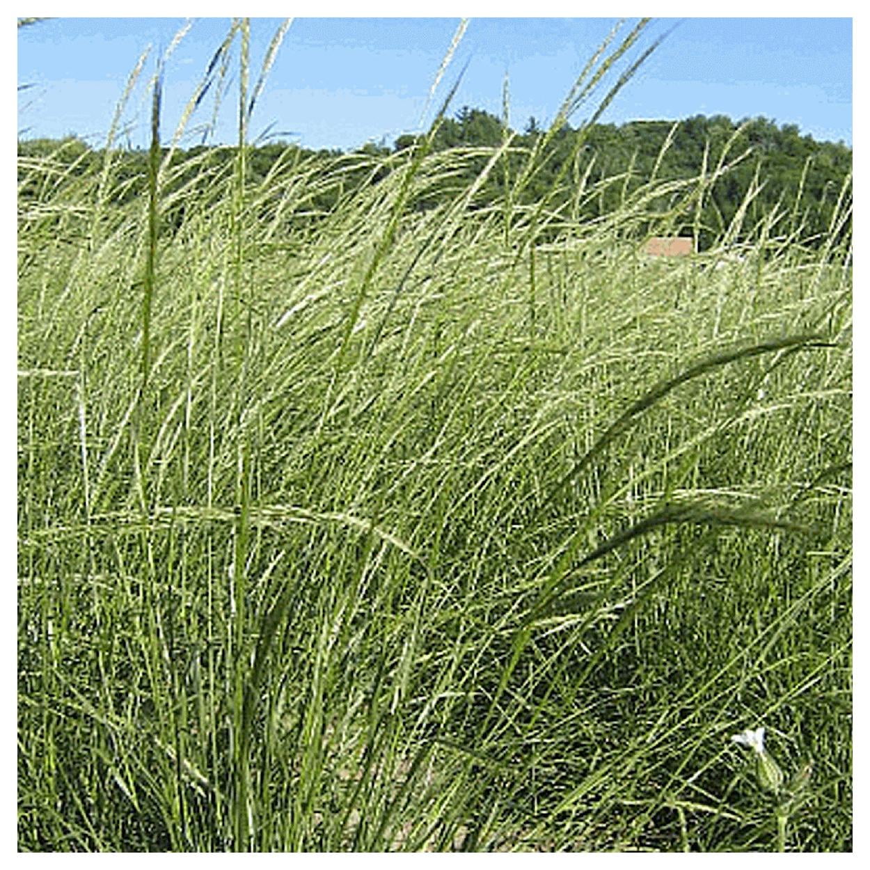 Everwilde Farms - 1 oz Green Needle Grass Native Grass Seeds - Gold ...