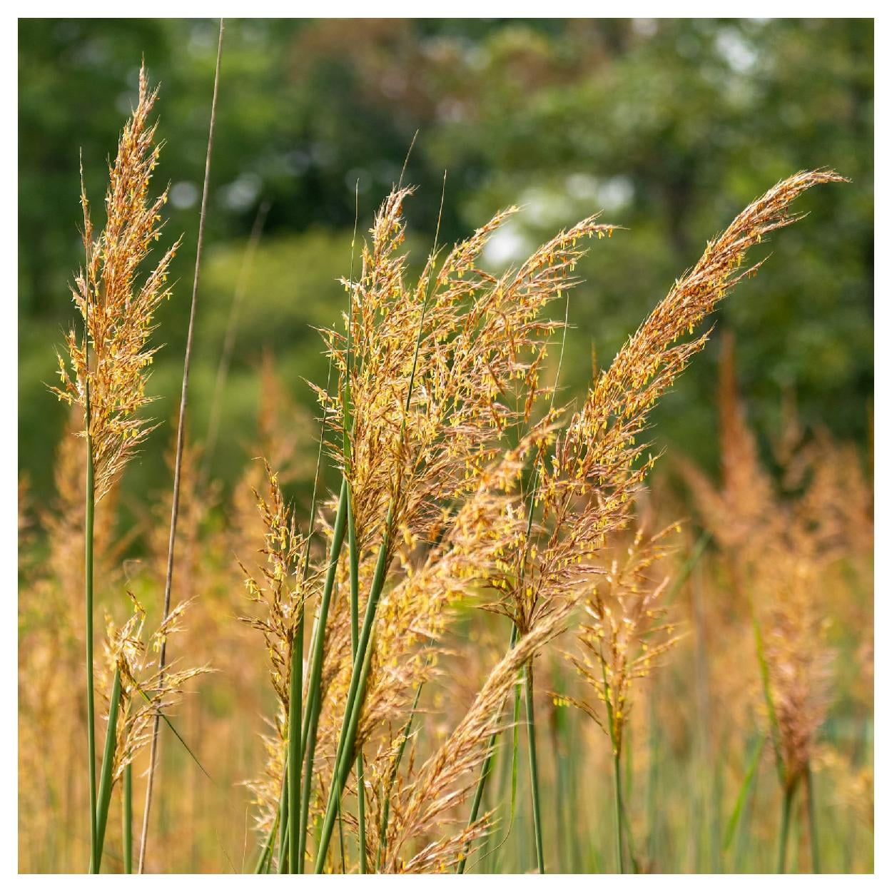 Everwilde Farms - 1 oz Indian Grass Native Grass Seeds - Gold Vault ...