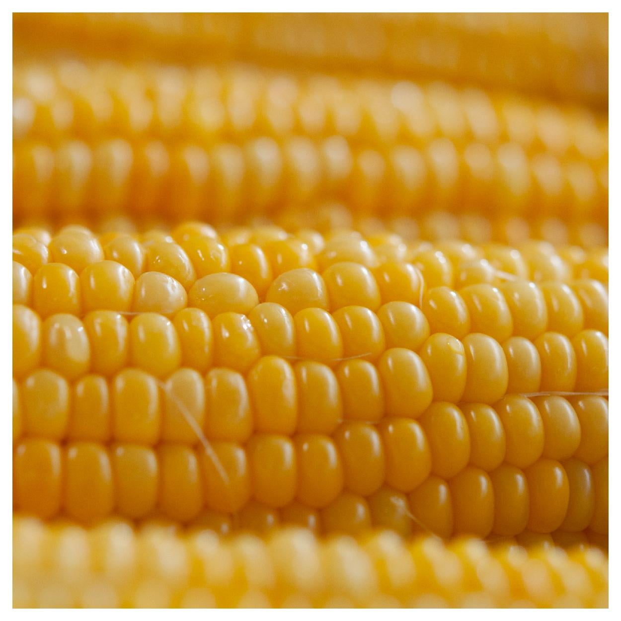 Everwilde Farms - 1 oz Kandy Korn F1 Hybrid Yellow Sweet Corn Seeds ...