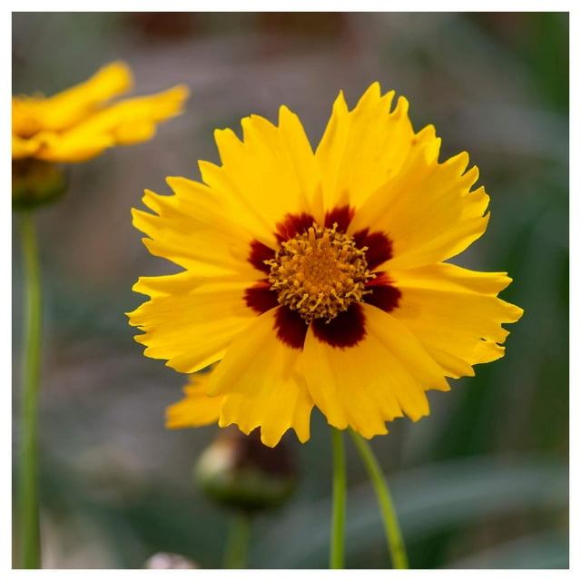 Everwilde Farms - 1 oz Large Flowered Tickseed Native Wildflower Seeds ...