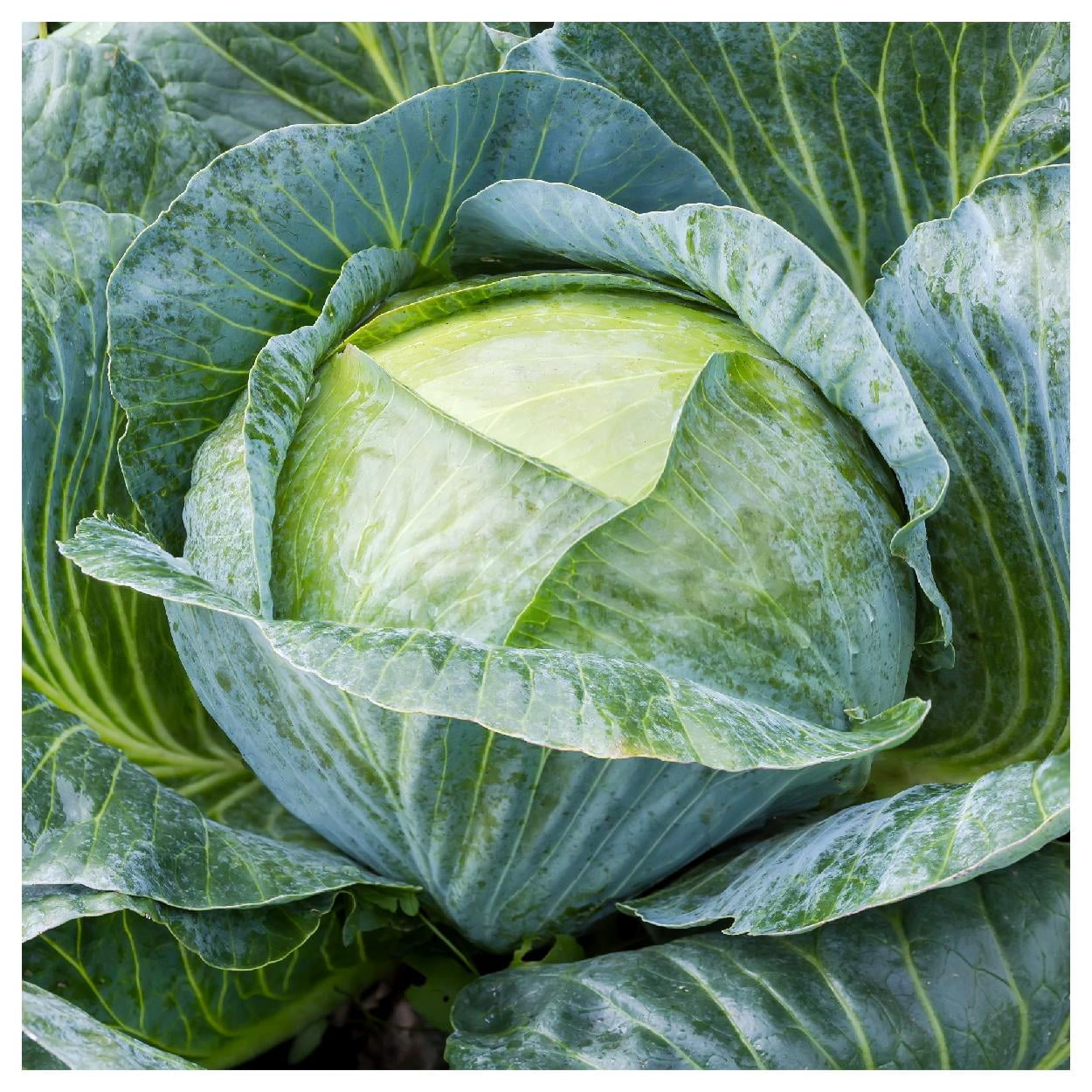 Everwilde Farms - 1 oz Late Flat Dutch Cabbage Seeds - Gold Vault Bulk ...