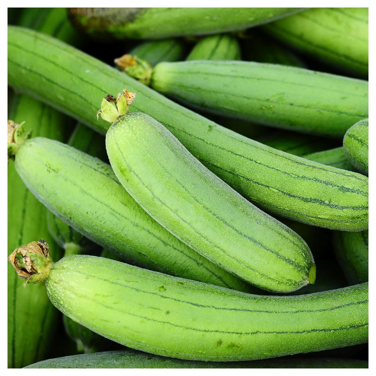 Everwilde Farms - 1 oz Luffa Sponge Gourd Seeds - Gold Vault Bulk Seed ...