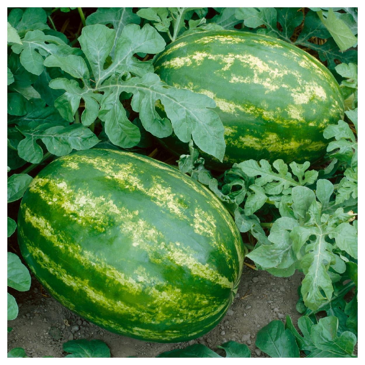 Everwilde Farms - 1 oz Organic All Sweet Watermelon Seeds - Gold Vault ...