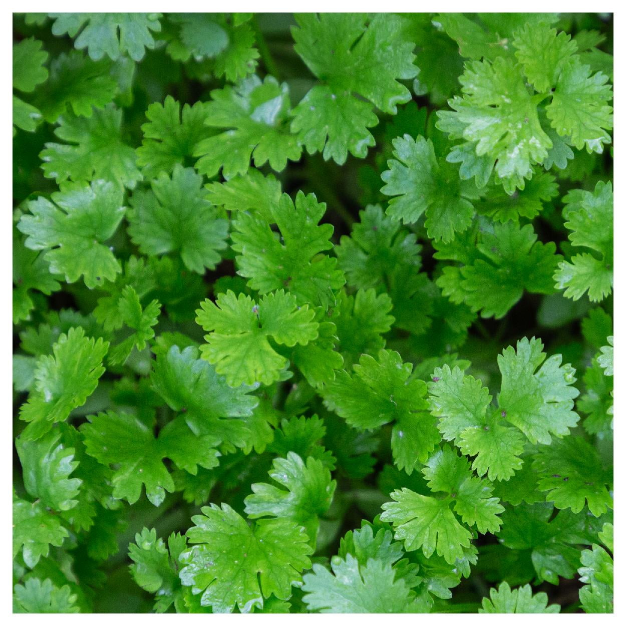 Everwilde Farms - 1 oz Organic Leisure Coriander Cilantro Herb Seeds ...