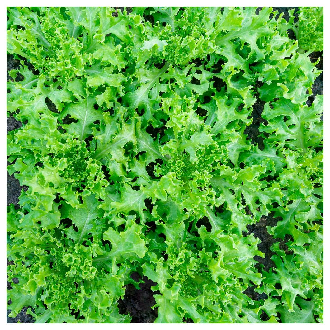 Everwilde Farms - 1 oz Organic Tango Leaf Lettuce Seeds - Gold Vault ...