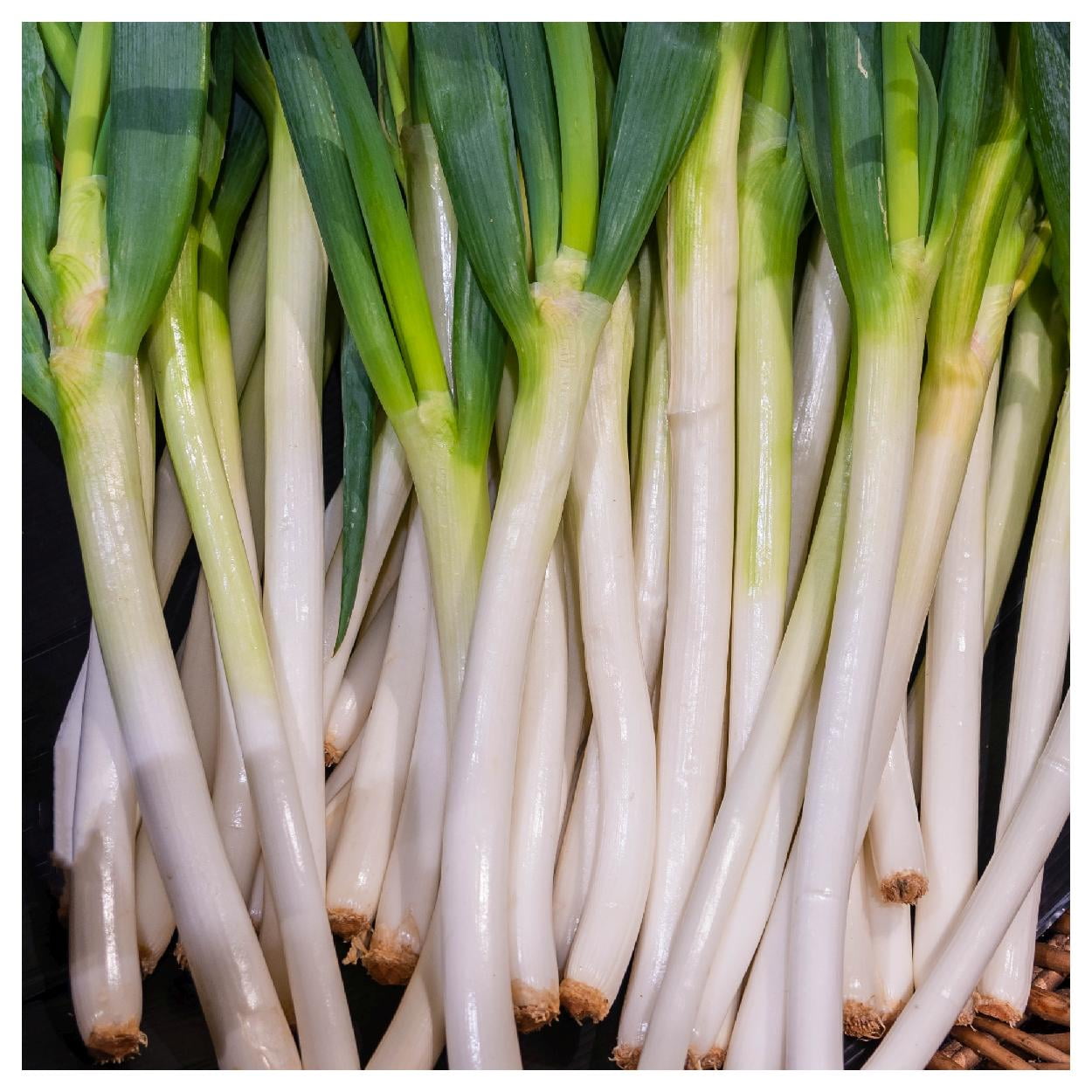 Everwilde Farms - 1 oz Organic White Tokyo Long Onion Seeds - Gold ...