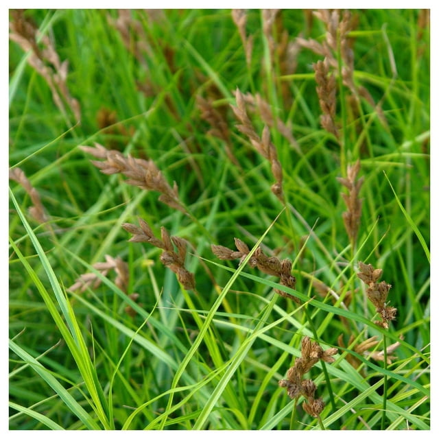 Everwilde Farms - 1 oz Oval Sedge Native Grass Seeds - Gold Vault Bulk ...