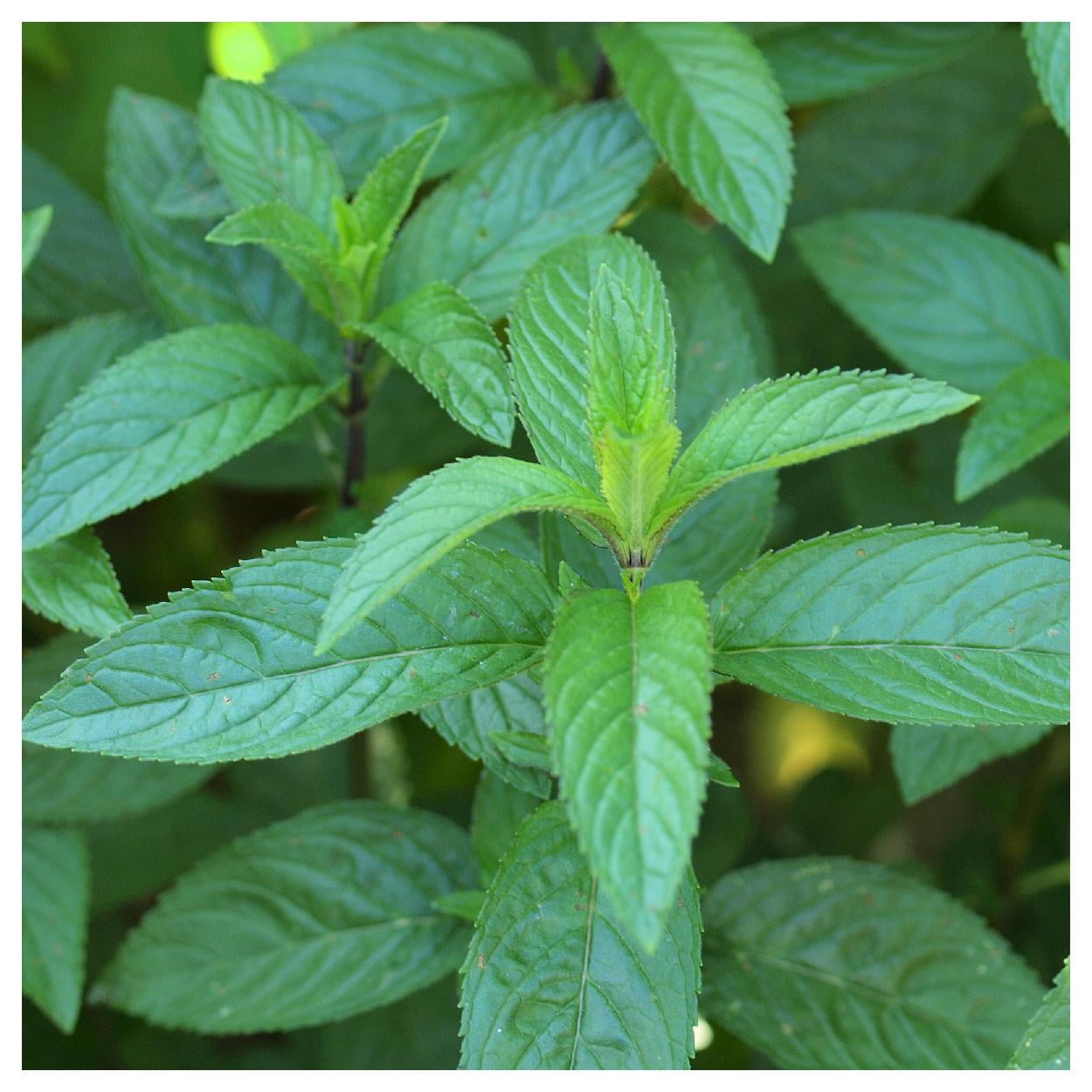 Everwilde Farms - 1 oz Peppermint Herb Seeds - Gold Vault Bulk Seed ...