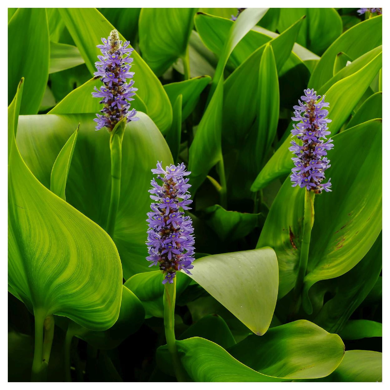 Everwilde Farms - 1 oz Pickerel Weed Native Wildflower Seeds - Gold ...