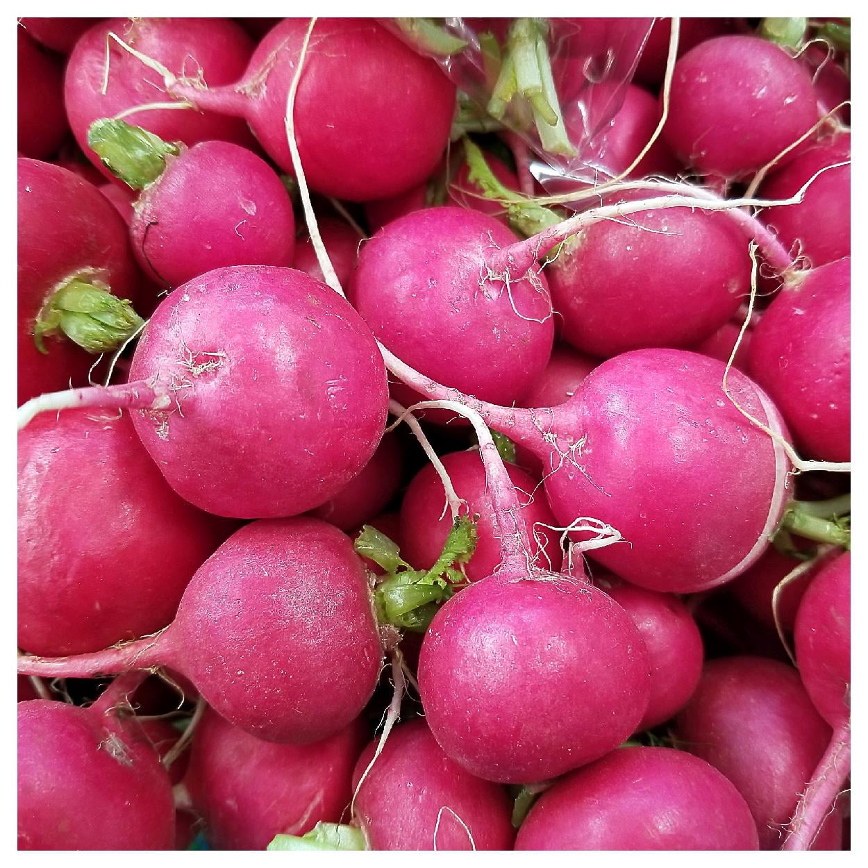 Everwilde Farms - 1 oz Pink Celebration Radish Seeds - Gold Vault Bulk ...