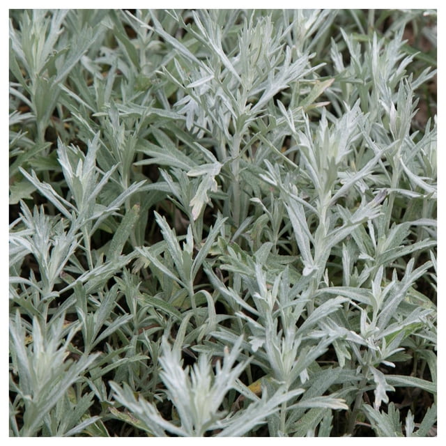 Everwilde Farms - 1 oz Prairie Sage Native Wildflower Seeds - Gold ...
