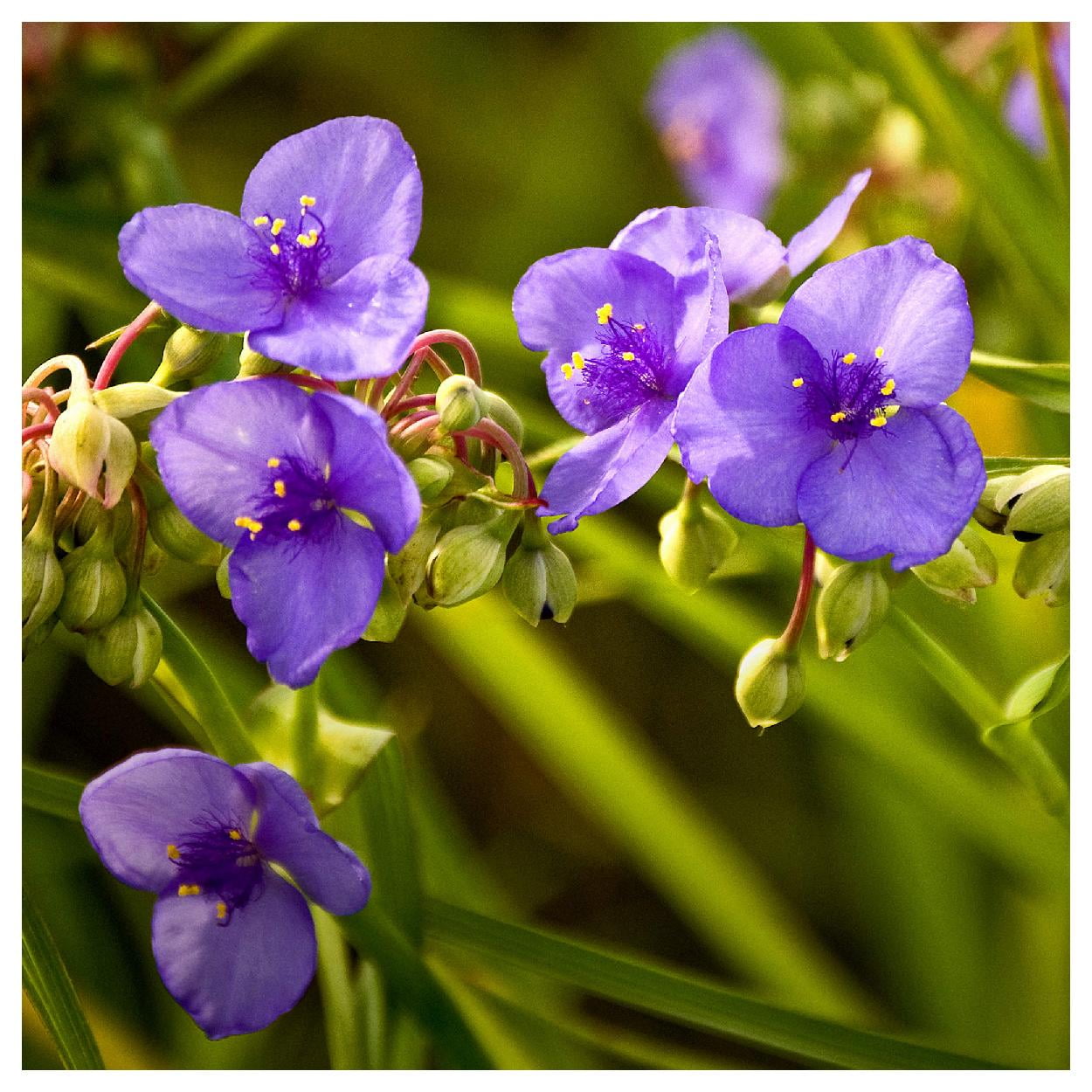 Everwilde Farms - 1 oz Prairie Spiderwort Native Wildflower Seeds ...