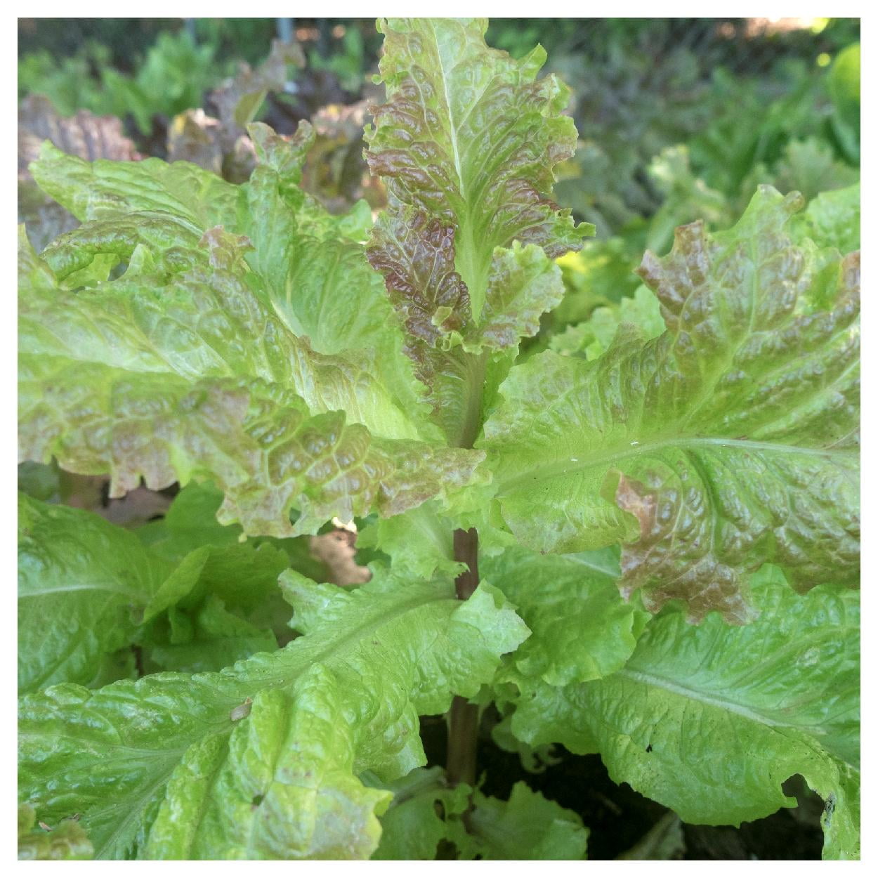 Everwilde Farms - 1 oz Prizehead Leaf Lettuce Seeds - Gold Vault Bulk ...