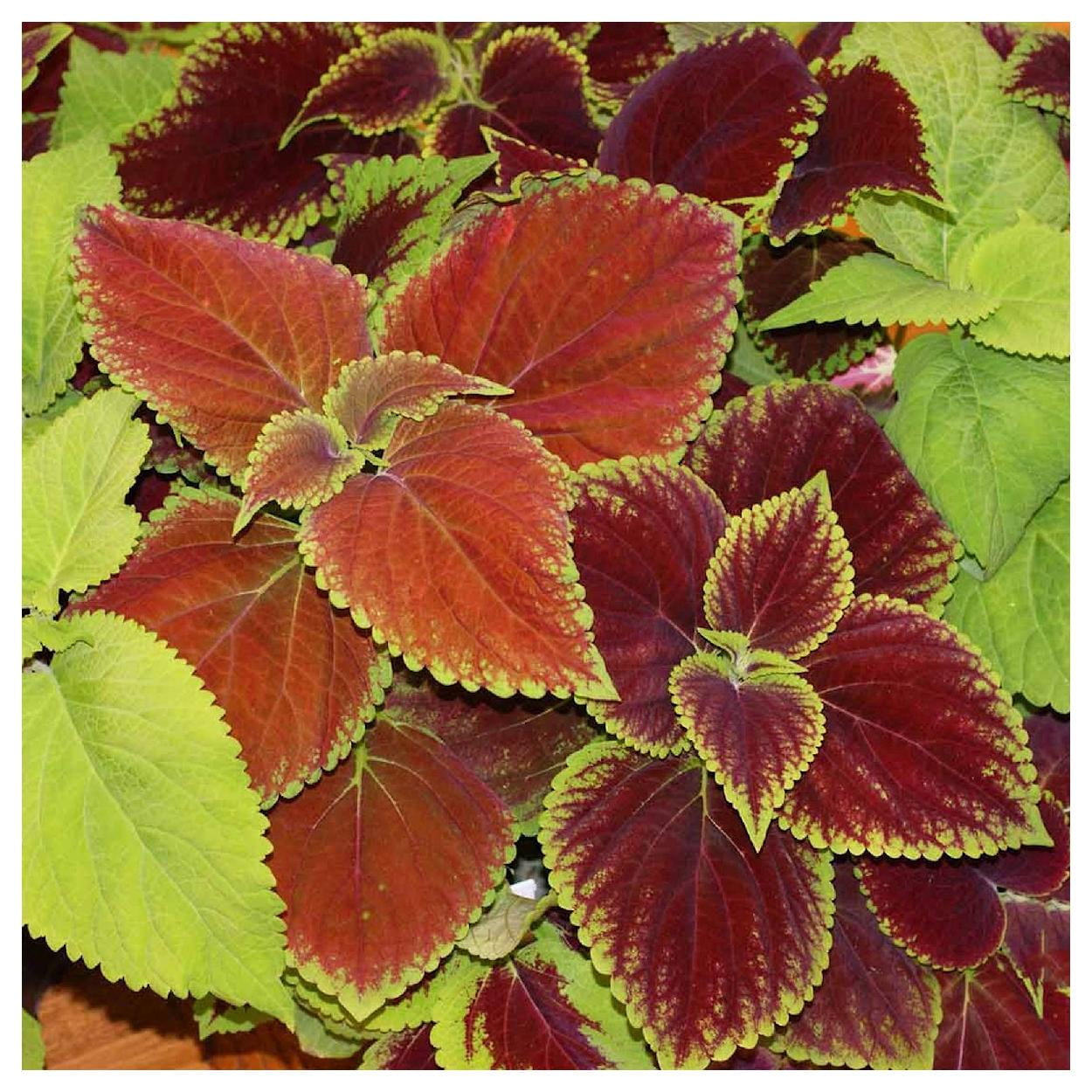 Everwilde Farms - 1 oz Rainbow Mixed Coleus Garden Flower Seeds - Gold ...