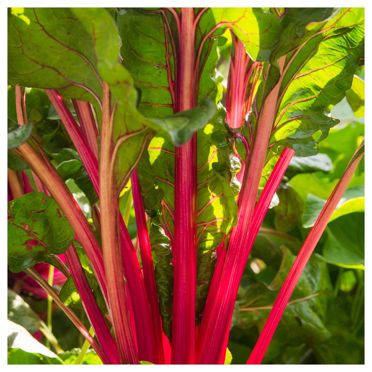 Everwilde Farms 1 oz Rhubarb Red Swiss Chard Plant Seeds, Open ...