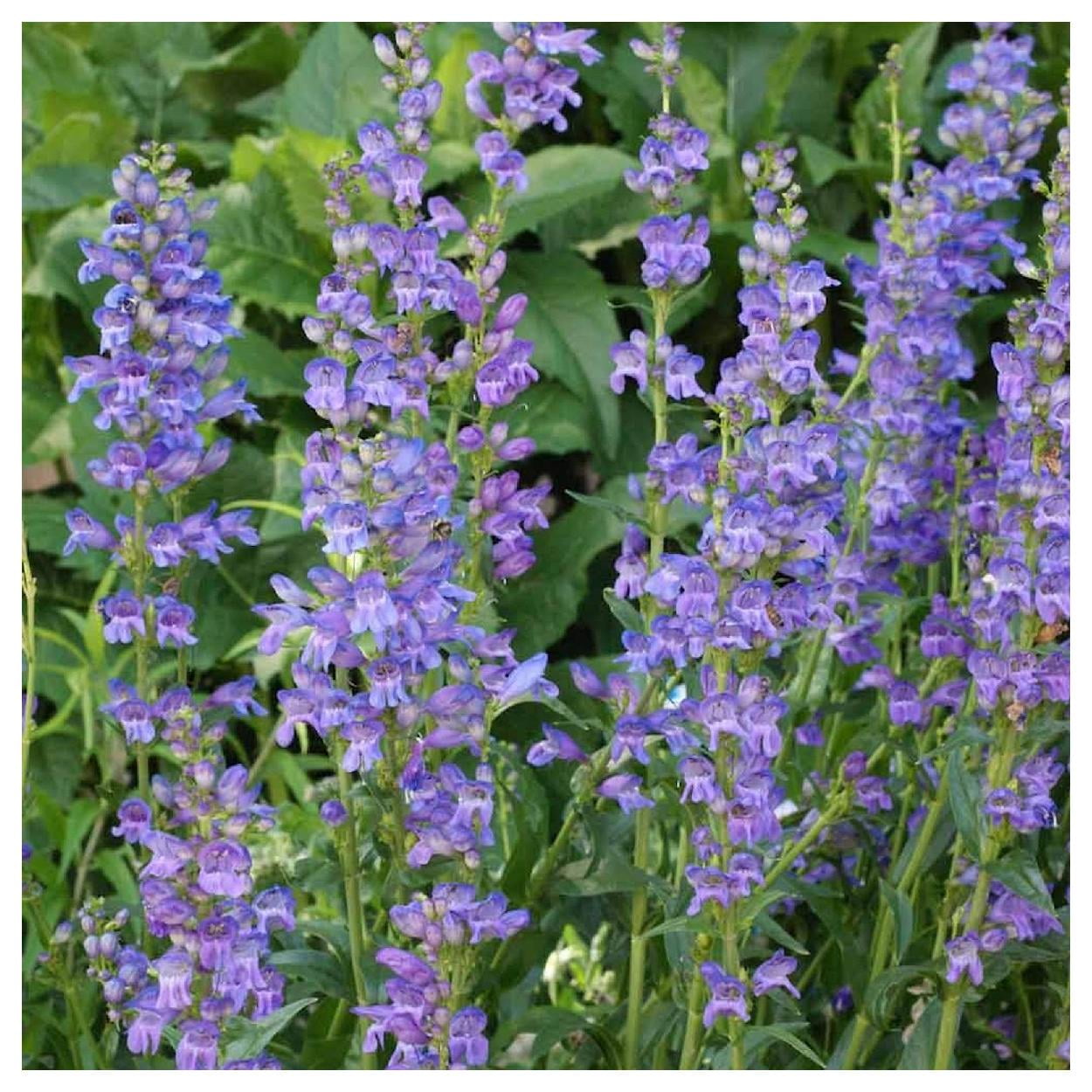 Everwilde Farms - 1 oz Rocky Mountain Penstemon Native Wildflower Seeds ...