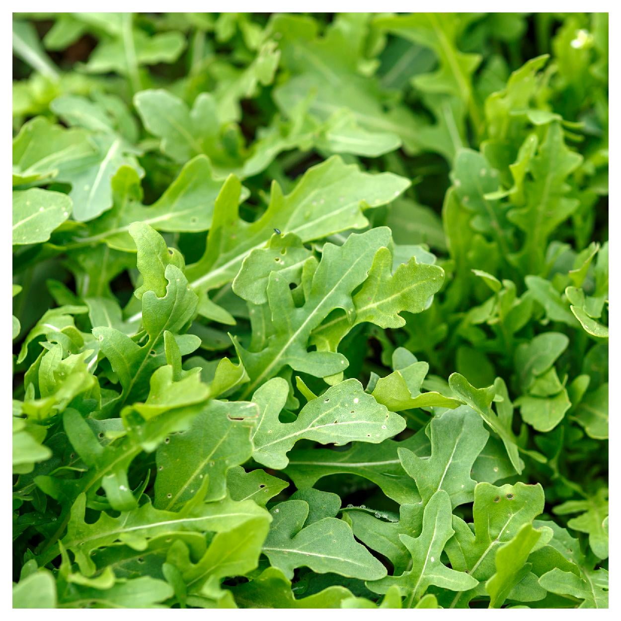 Everwilde Farms - 1 oz Organic Roquette Arugula Herb Seeds - Gold Vault ...
