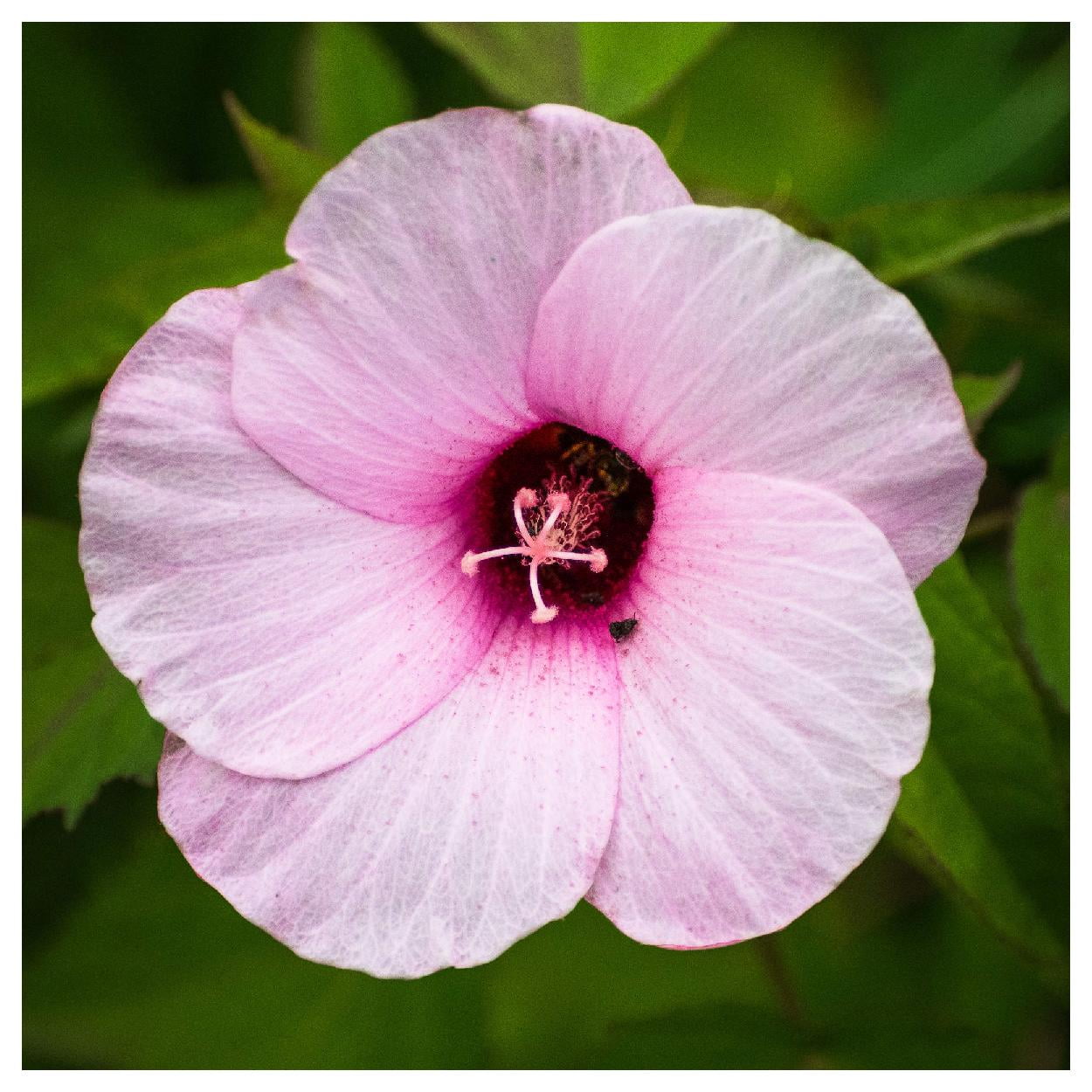 Everwilde Farms - 1 oz Rose Mallow Native Wildflower Seeds - Gold Vault ...