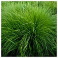 Everwilde Farms - 1 oz Rough Dropseed Native Grass Seeds - Gold Vault ...