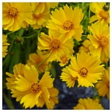 Everwilde Farms - 1 oz Sand Coreopsis Native Wildflower Seeds - Gold ...