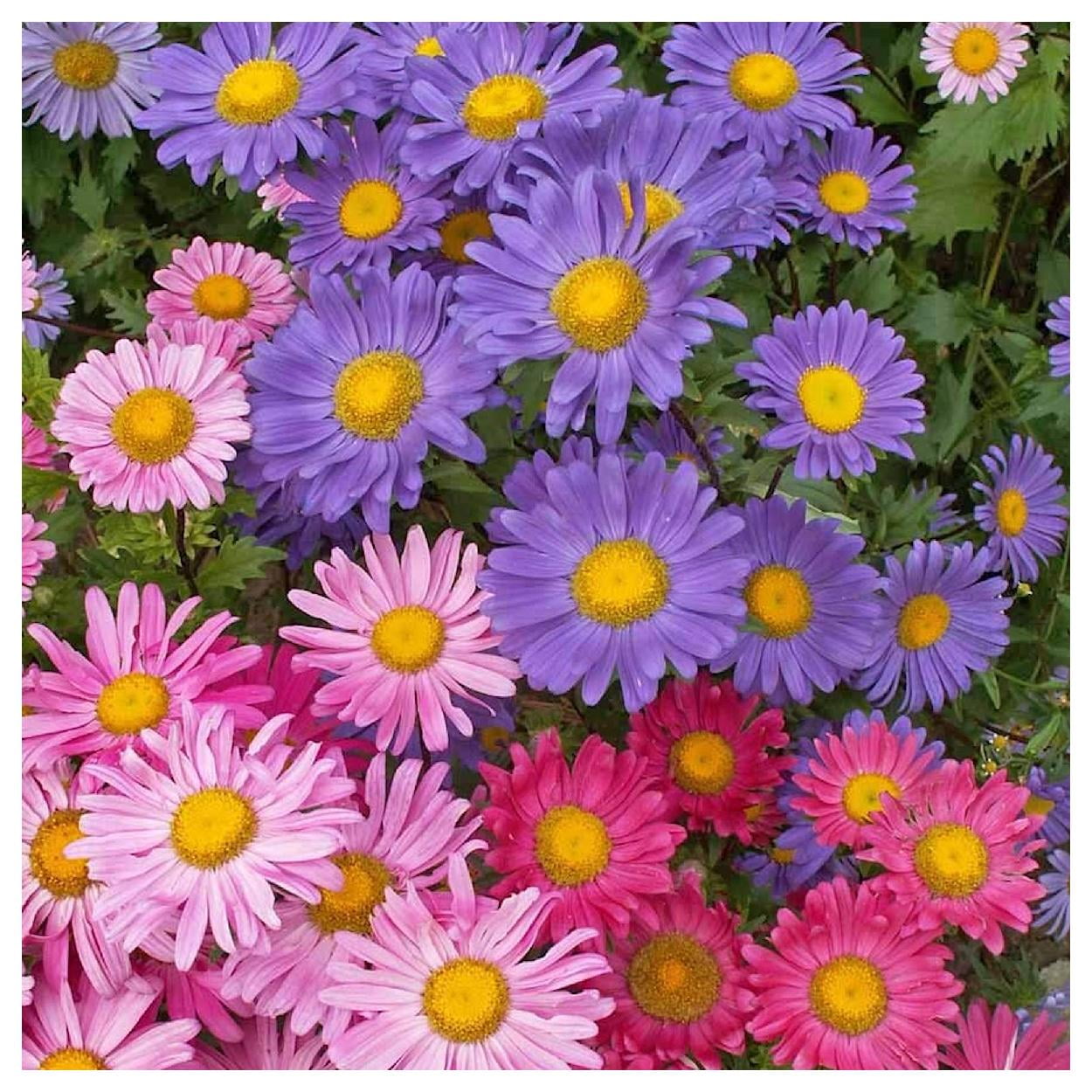 Everwilde Farms - 1 oz Single Mixed China Aster Garden Flower Seeds ...