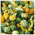 Everwilde Farms - 1 oz Small Mixed Gourd Seeds - Gold Vault Bulk Seed ...