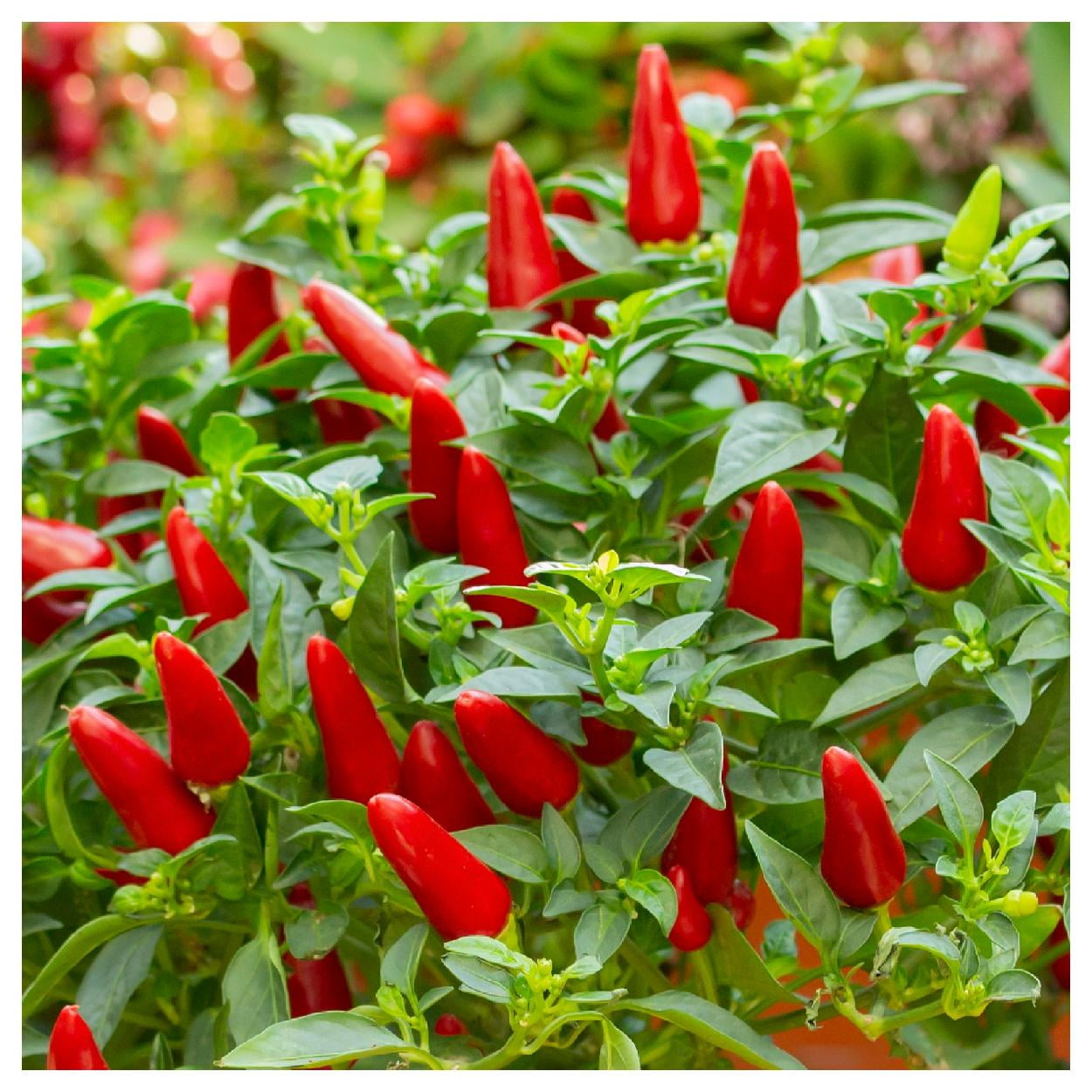 Everwilde Farms - 1 oz Small Red Chili Hot Pepper Seeds - Gold Vault ...