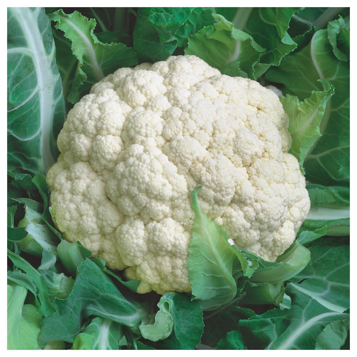 Everwilde Farms - 1 oz Snowball Self Blanching Cauliflower Seeds - Gold ...