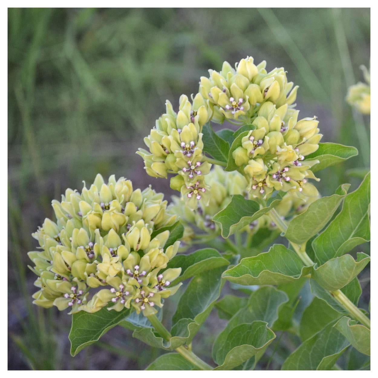 Everwilde Farms - 1 oz Spider Milkweed Native Wildflower Seeds - Gold ...