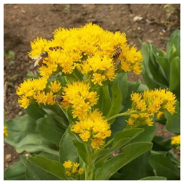 Everwilde Farms - 1 oz Stiff Goldenrod Native Wildflower Seeds - Gold ...