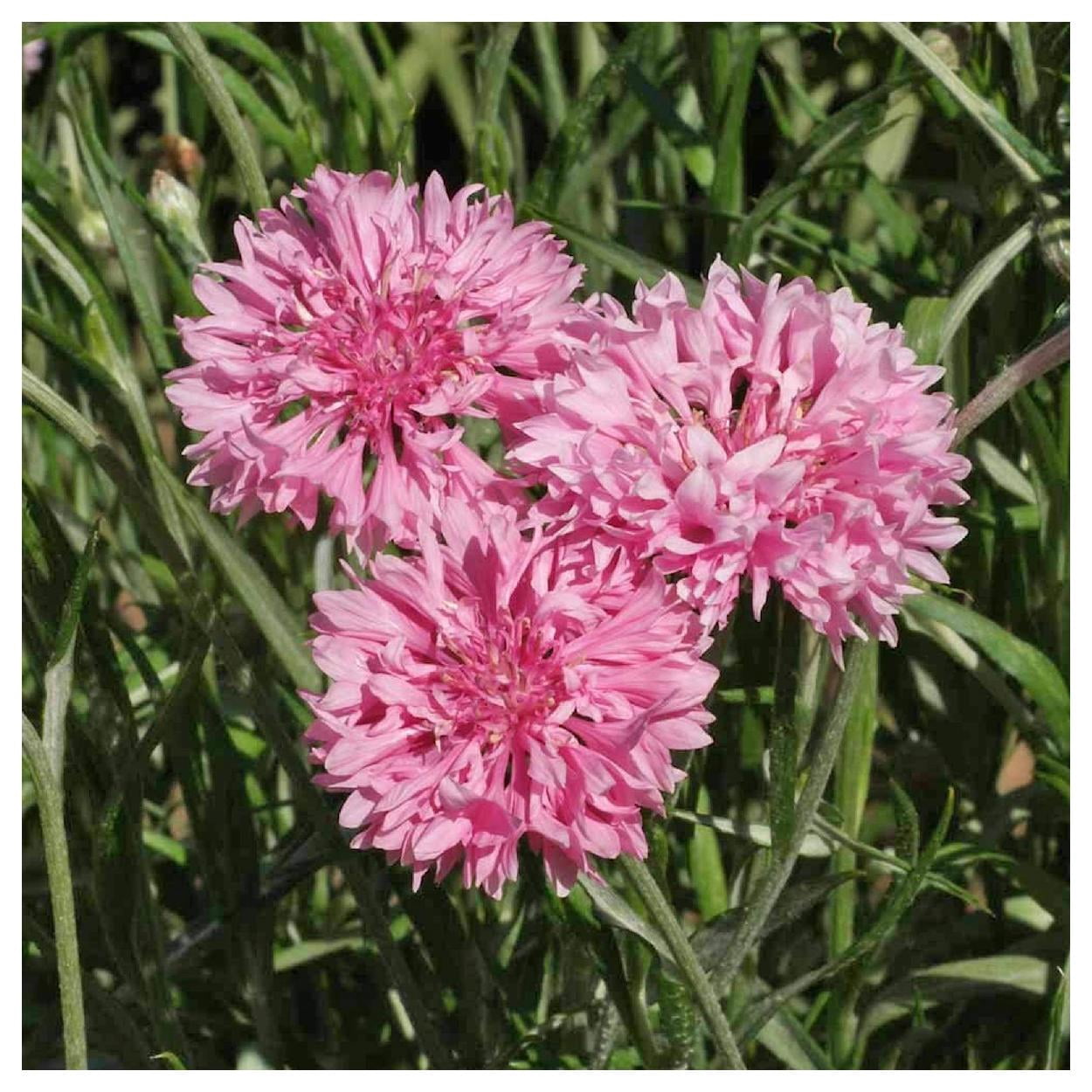 Everwilde Farms - 1 oz Tall Pink Bachelor Button Cornflower Garden ...