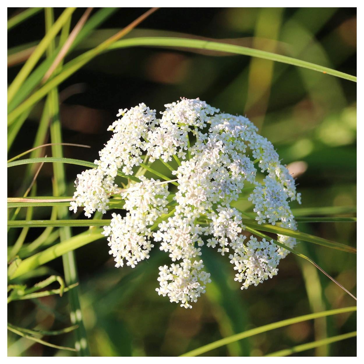 Everwilde Farms - 1 oz Tall Water Parsnip Native Wildflower Seeds ...
