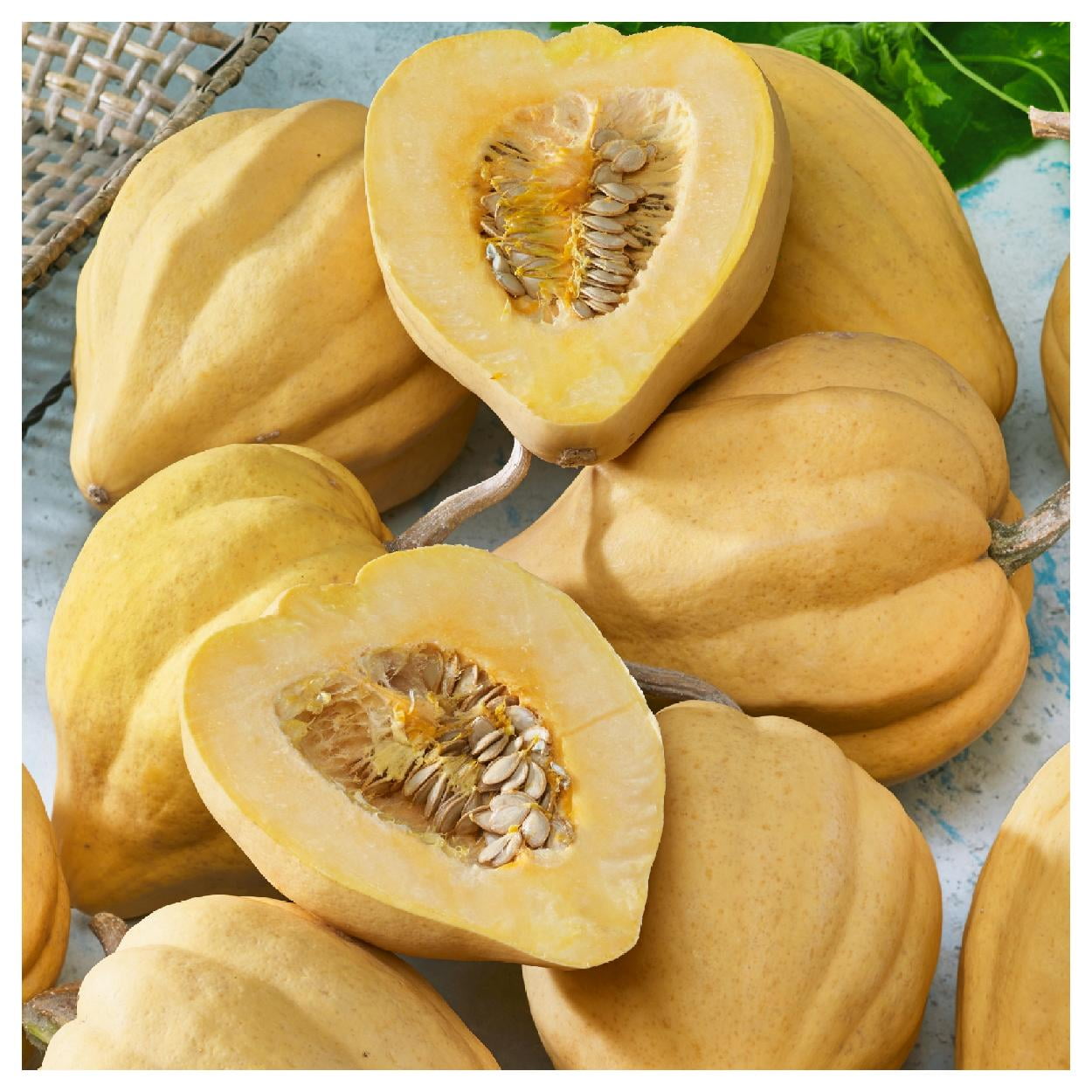 Everwilde Farms - 1 oz Thelma Saunders Winter Squash Seeds - Gold Vault ...