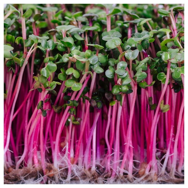 Everwilde Farms - 1 oz Triton Purple Sprouting Radish Seeds - Gold ...