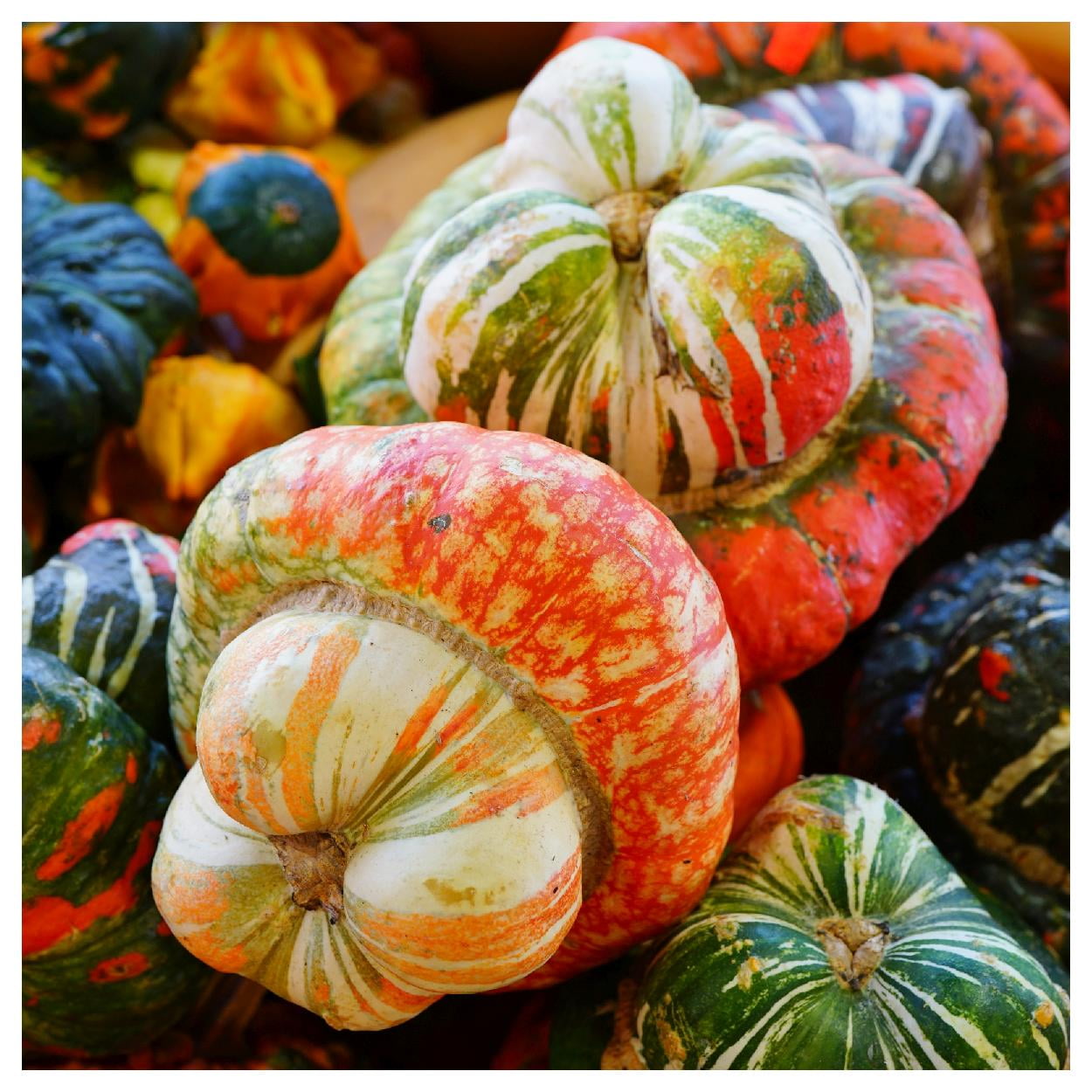 Everwilde Farms - 1 oz Turks Turban Gourd Seeds - Gold Vault Bulk Seed ...