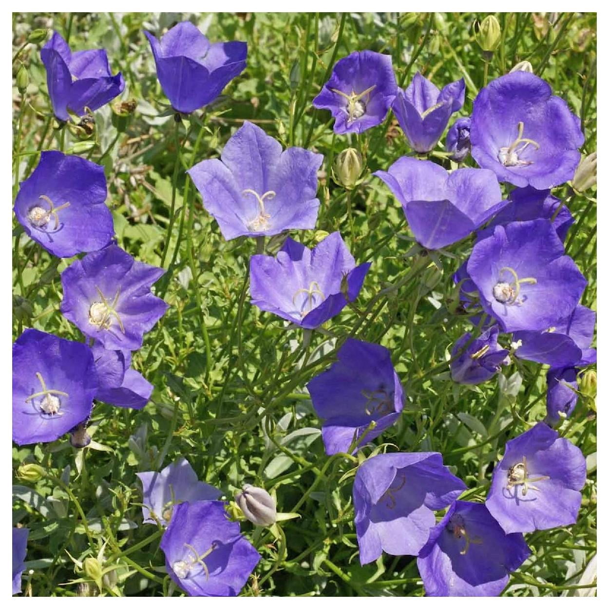 Everwilde Farms - 1 oz Tussock Bellflower Garden Flower Seeds - Gold ...