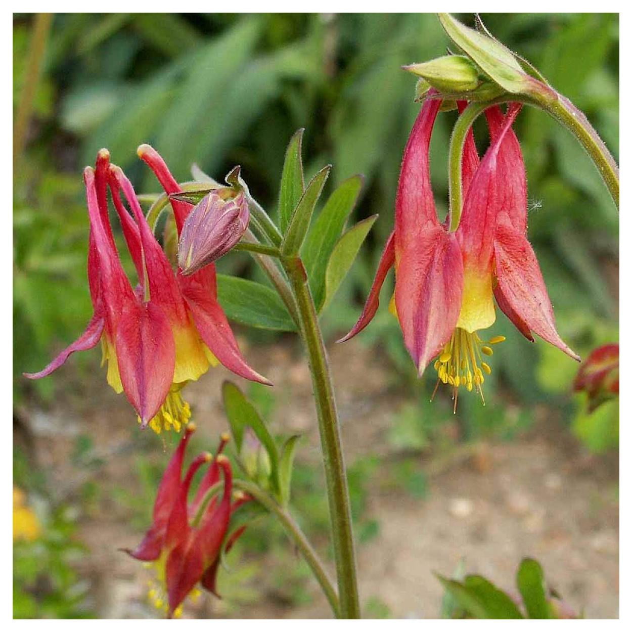 Everwilde Farms - 1 oz Wild Columbine Native Wildflower Seeds - Gold ...