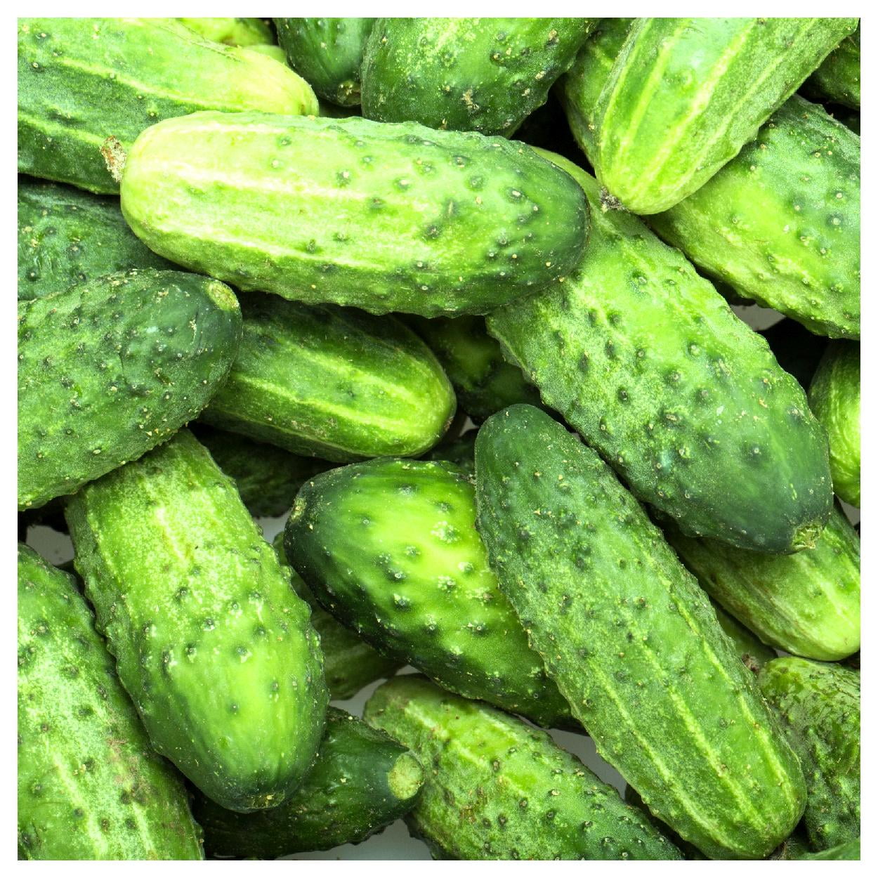 Everwilde Farms - 1 oz Wisconsin SMR 58 Cucumber Seeds - Gold Vault ...