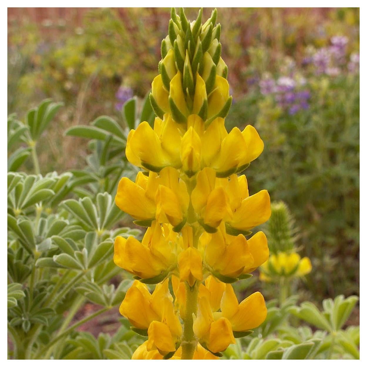 Everwilde Farms - 1 oz Yellow Lupine Native Wildflower Seeds - Gold ...