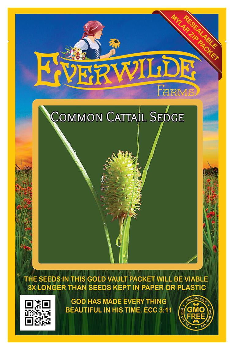 Everwilde Farms - 100 Common Cattail Sedge Native Grass Seeds - Gold ...