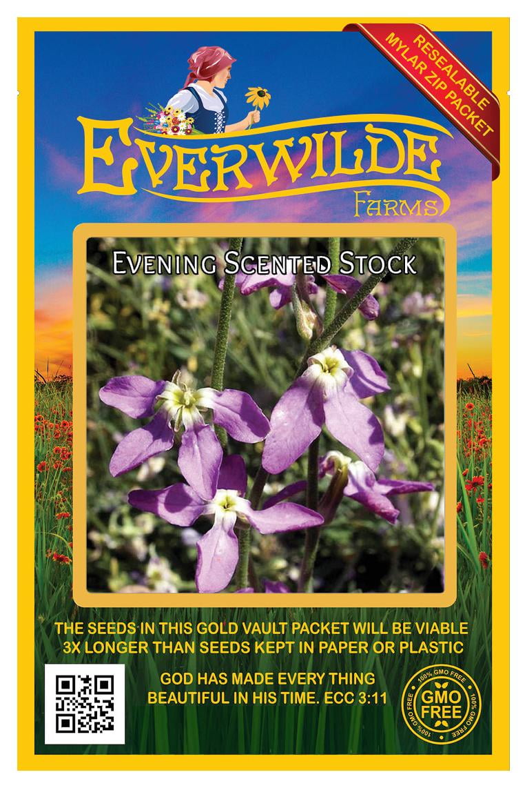 Everwilde Farms - 1000 Evening Scented Stock Garden Flower Seeds - Gold ...