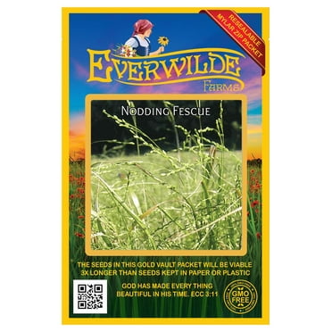 Everwilde Farms - 1/4 lb Canada Wild Rye Native Grass Seeds - Gold ...