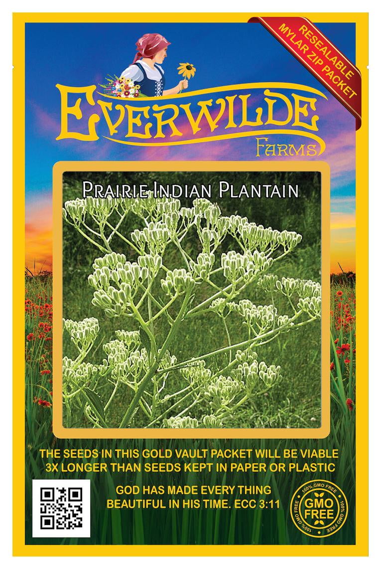 Everwilde Farms - 25 Prairie Indian Plantain Native Wildflower Seeds ...