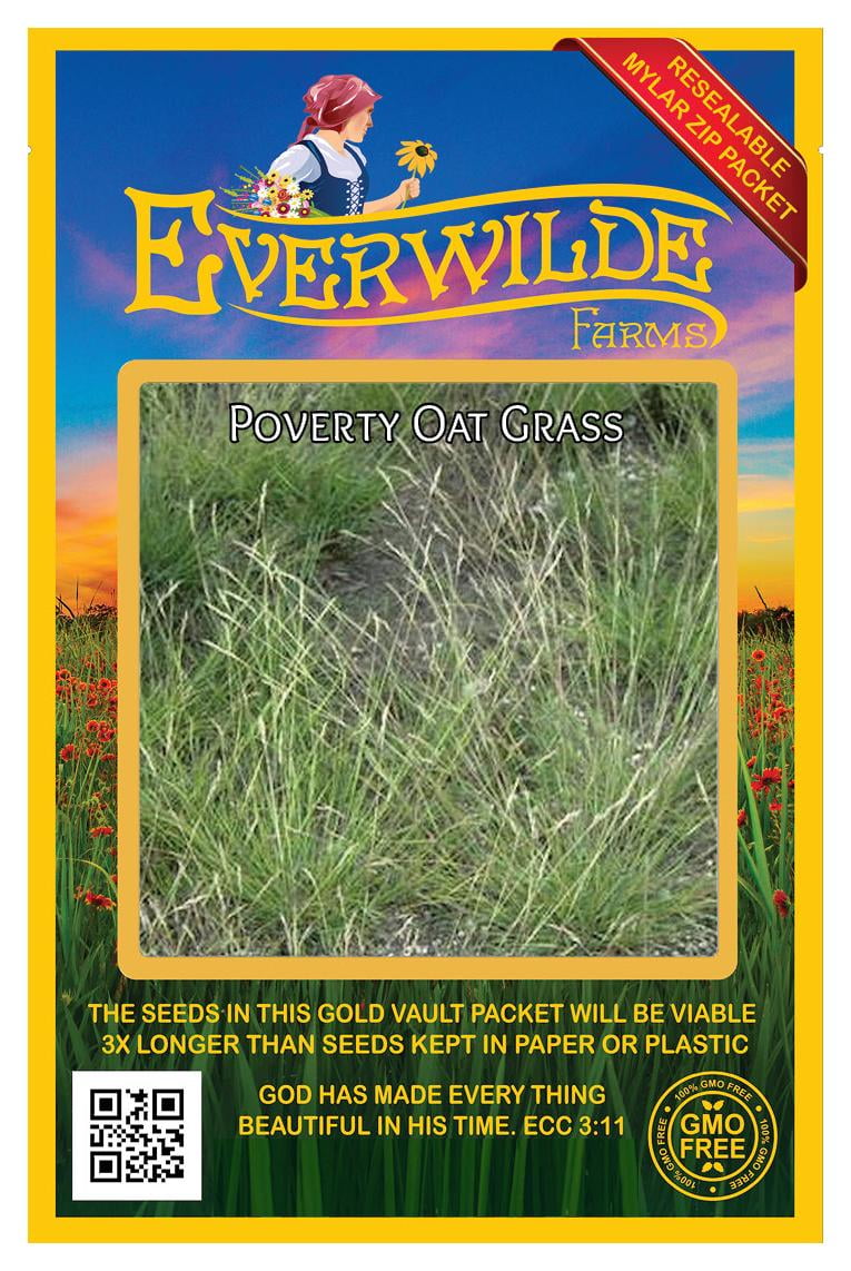 Everwilde Farms 250 Poverty Oat Grass Seeds, Plant Seeds, Native Grass ...