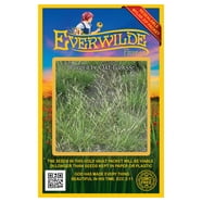 Montezuma Oat Seeds - 1 OZ ~900 Seeds - Non-GMO, Open Pollinated Oats ...