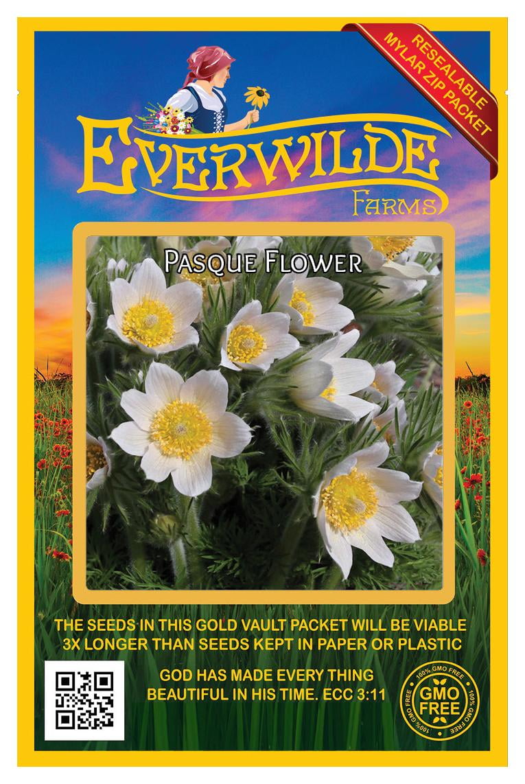 Everwilde Farms, 50 Pasque Flower Native Wildflower Seeds, Gold Vault ...