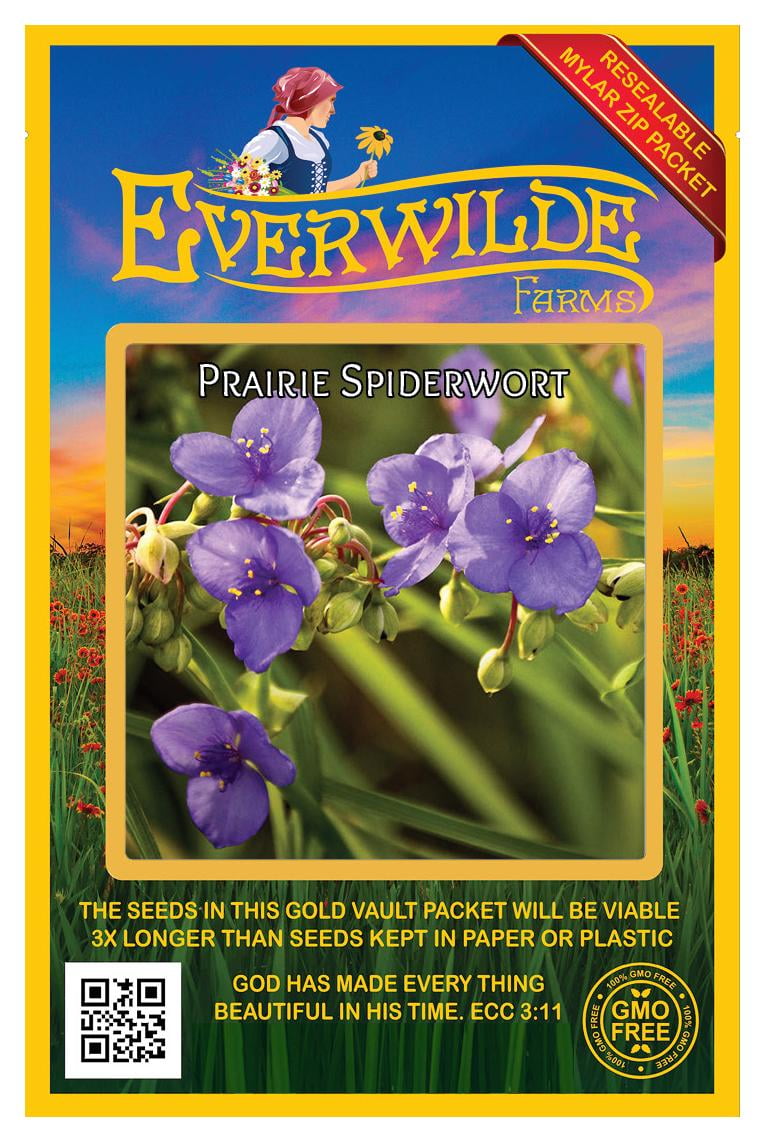 Everwilde Farms - 50 Prairie Spiderwort Native Wildflower Seeds - Gold ...