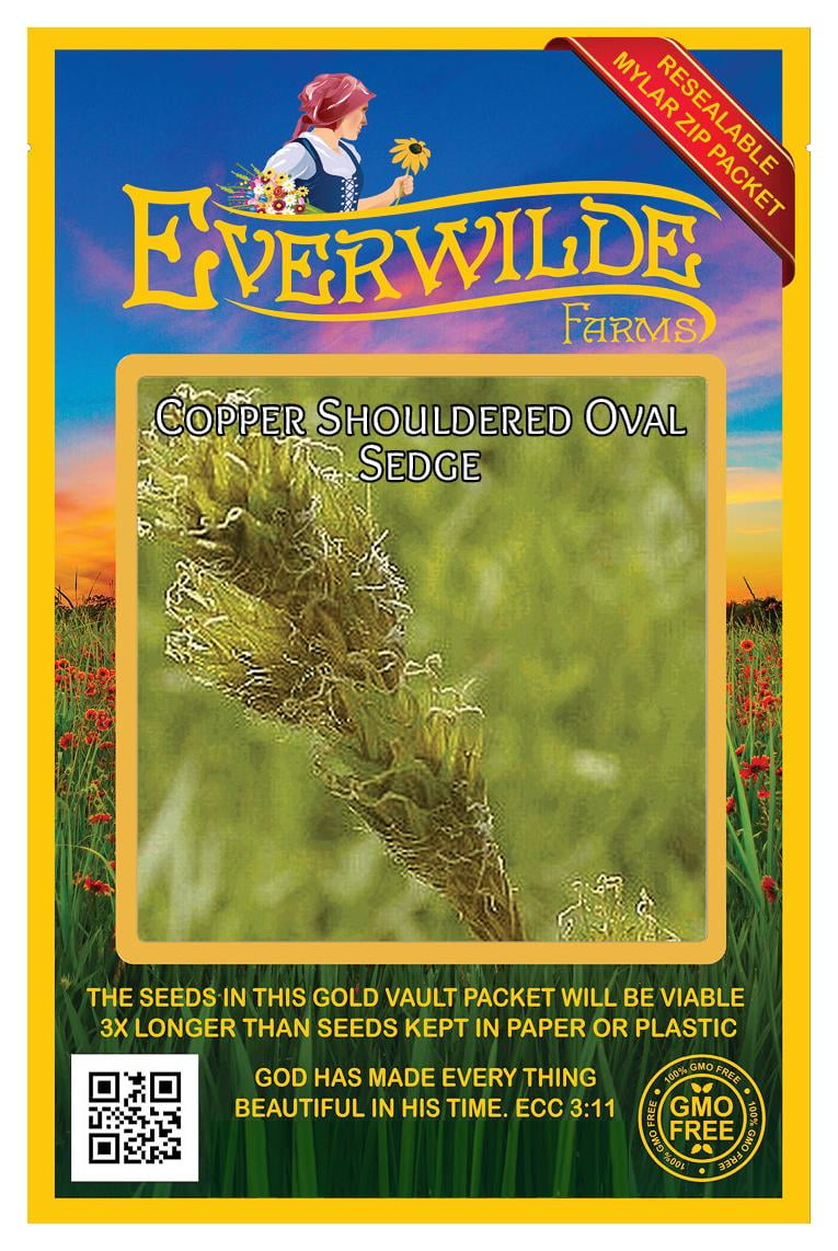 Everwilde Farms - 500 Copper Oval Sedge Native Grass Seeds - Gold Vault ...
